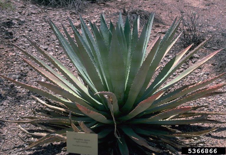 agave, Agave spp. (Asparagales: Asparagaceae) - 5366866