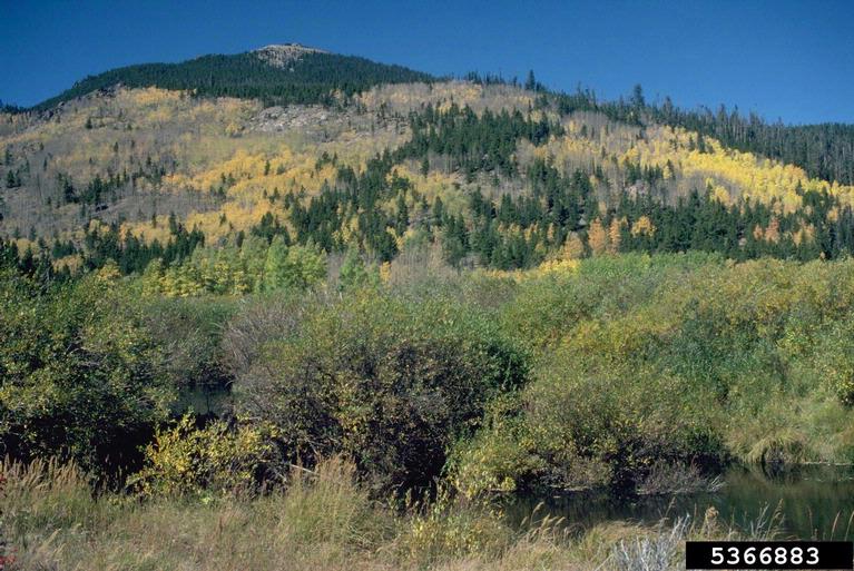 Synonym for Mountains (mountain)