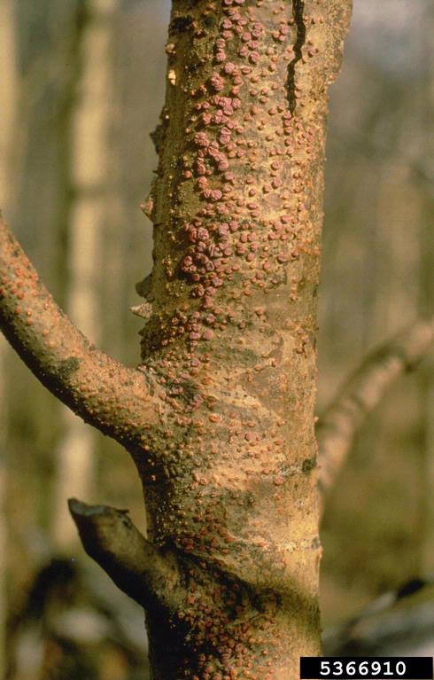 trunk rot (Peniophora rufa)