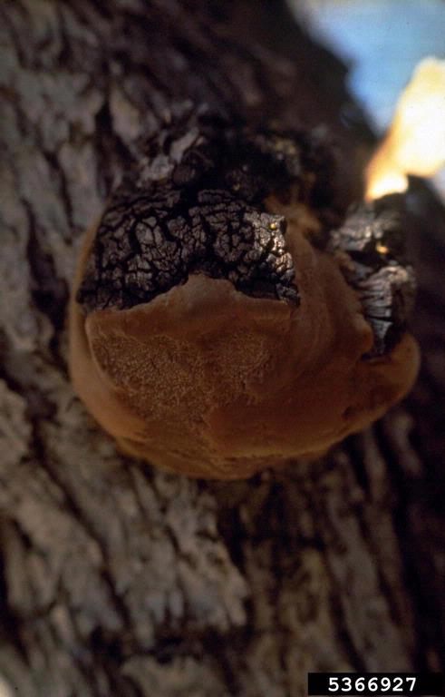 canker rot (Phellinus everhartii)