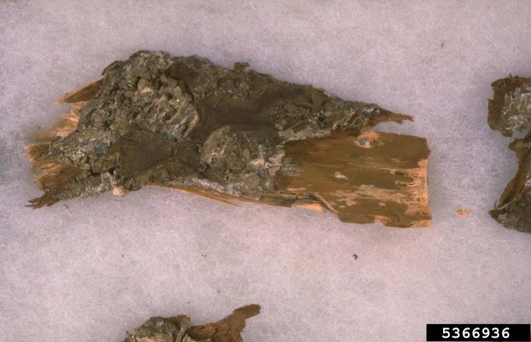 laminated root disease (Phellinus weirii)