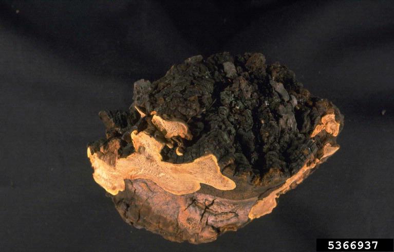 red heart of pine (Phellinus pini)