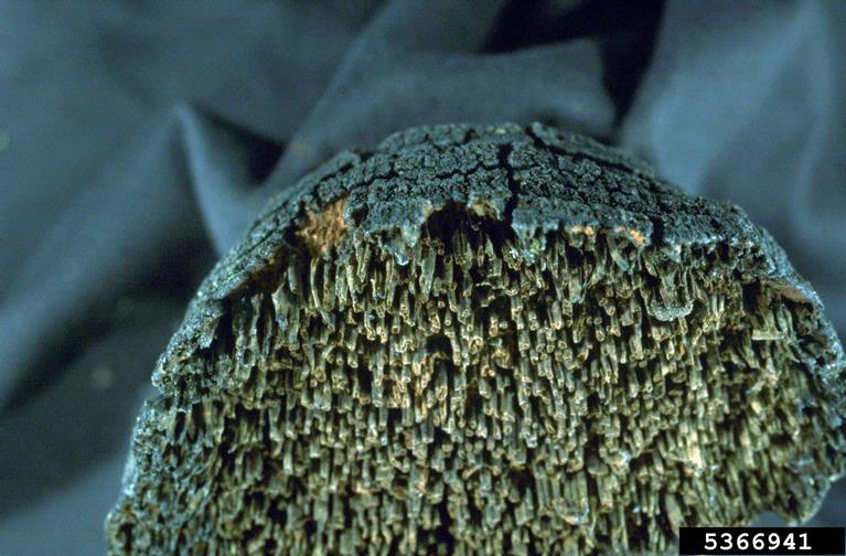 indian paint fungus (Echinodontium tinctorium)