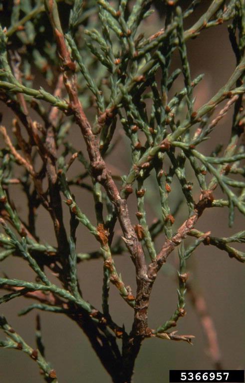 juniper witches' broom rust (Gymnosporangium nidus-avis)