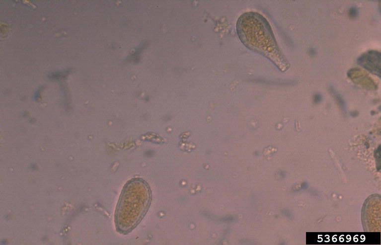 Melampsora rusts (Genus Melampsora)