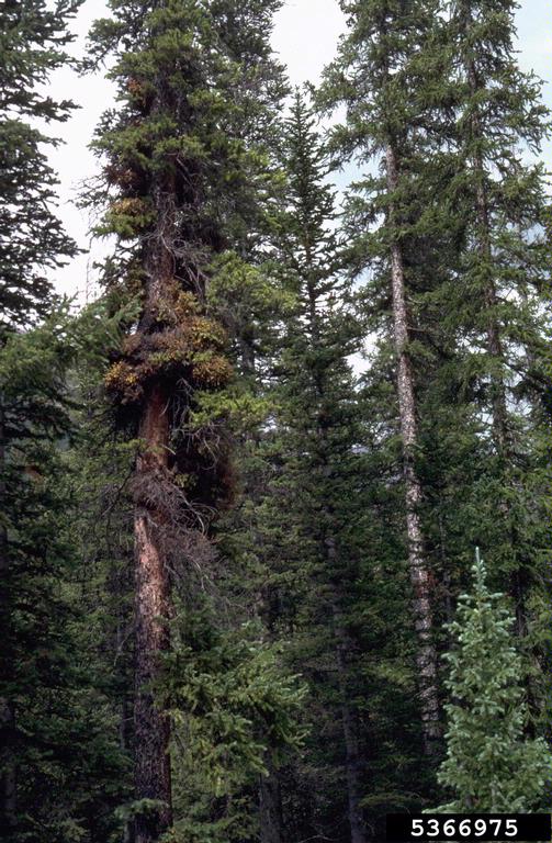spruce broom rust (Chrysomyxa arctostaphyli Dietel)