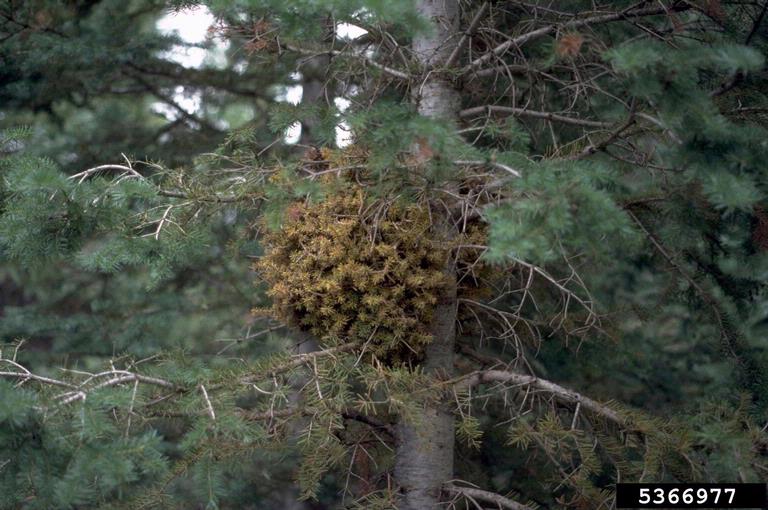fir broom rust (Melampsorella caryophyllacearum)