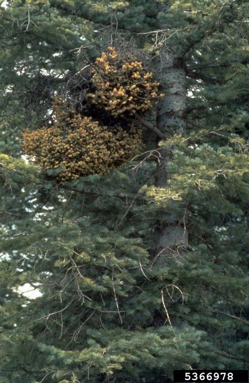 fir broom rust (Melampsorella caryophyllacearum ) on fir (Abies spp ...