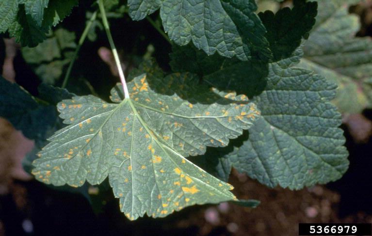 white pine blister rust (Cronartium ribicola ) on currant (Ribes spp ...