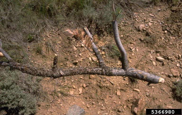 white pine blister rust (Cronartium ribicola)