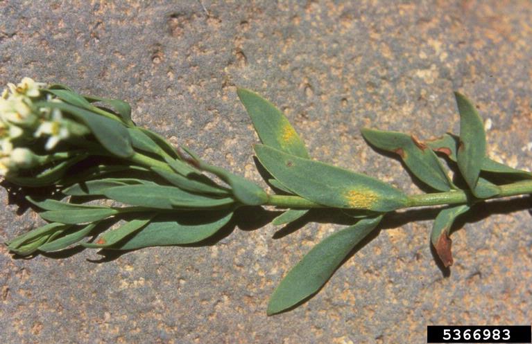 comandra blister rust (Cronartium comandrae)