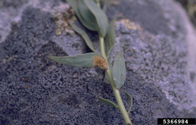 comandra blister rust (Cronartium comandrae Peck)
