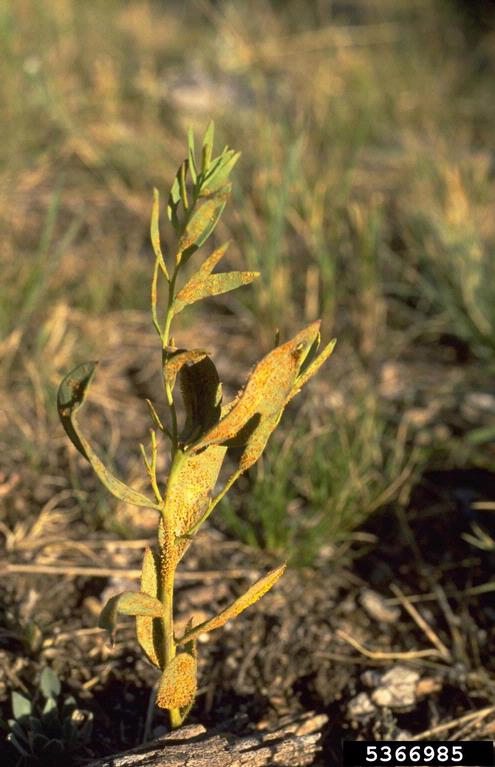 comandra blister rust (Cronartium comandrae)
