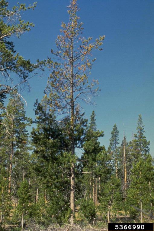 comandra blister rust (Cronartium comandrae Peck)
