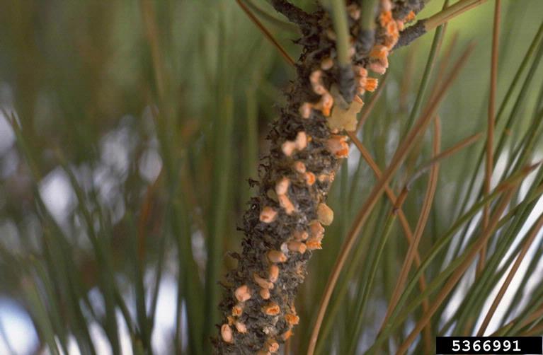 limb rust (Peridermium filamentosum Peck)