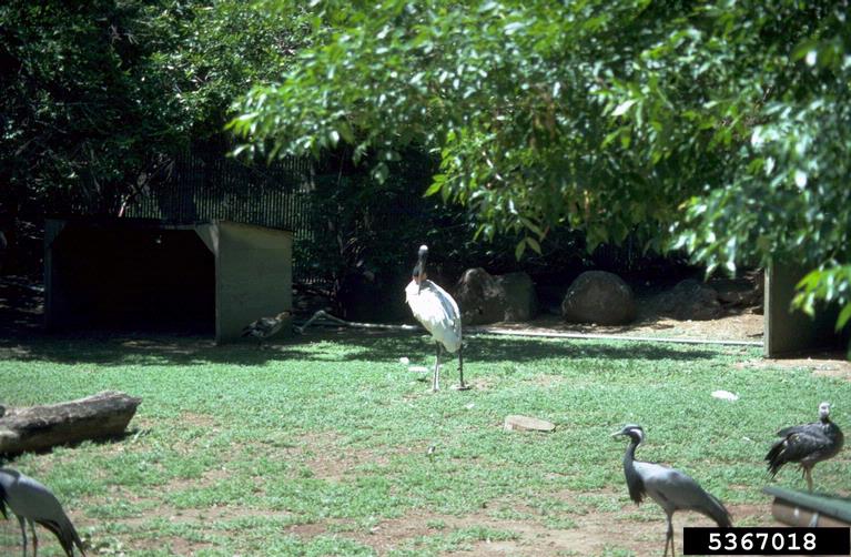 cranes (Family Gruidae)
