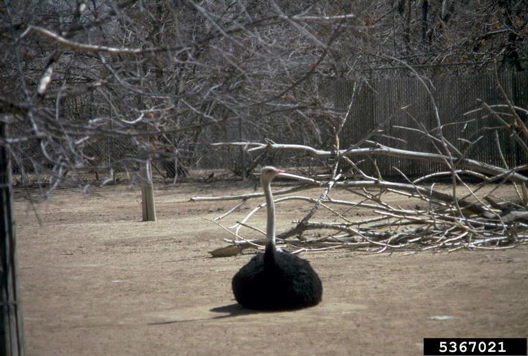 ostrich, Struthio camelus (Struthioniformes: Struthionidae) - 5367021