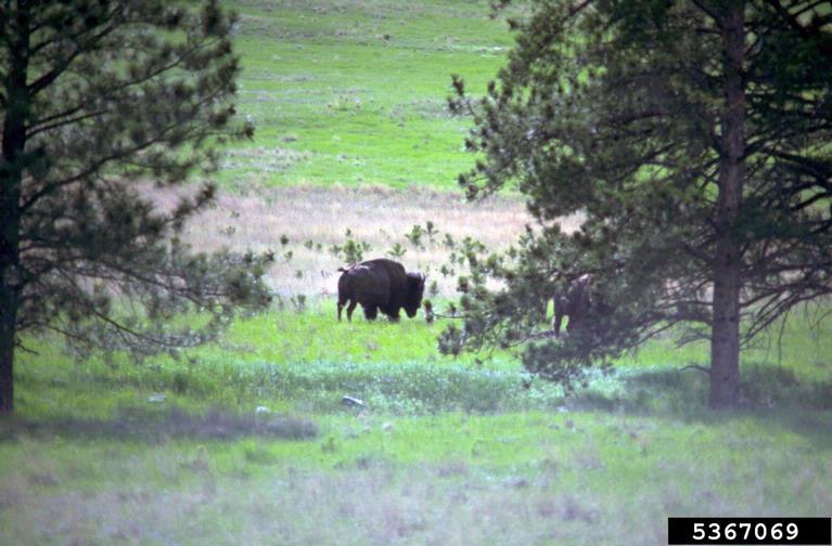 American bison (Bison bison)