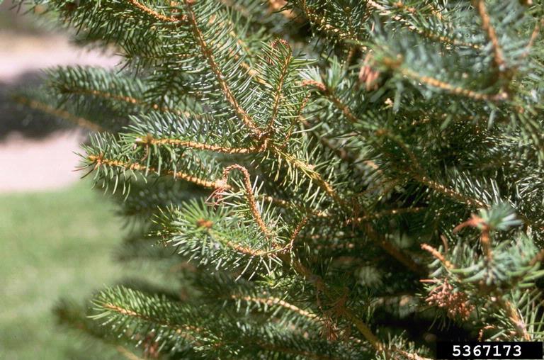 frost and winter injury (general)