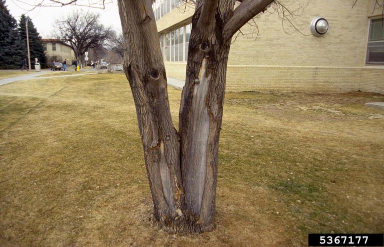 sunscald on green ash (Fraxinus pennsylvanica ) - 5367177