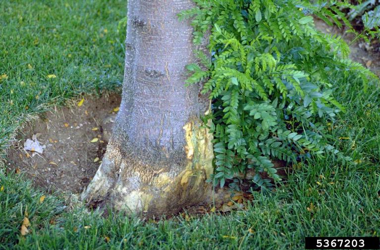 Root Collar Rot - Bugwoodwiki