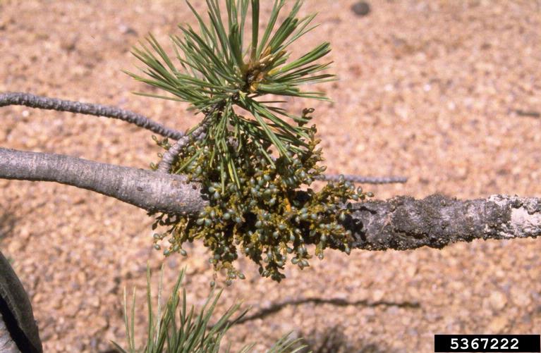dwarf mistletoes (Arceuthobium spp. ) on limber pine (Pinus flexilis ...