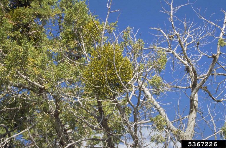 juniper mistletoe (Phoradendron juniperinum)