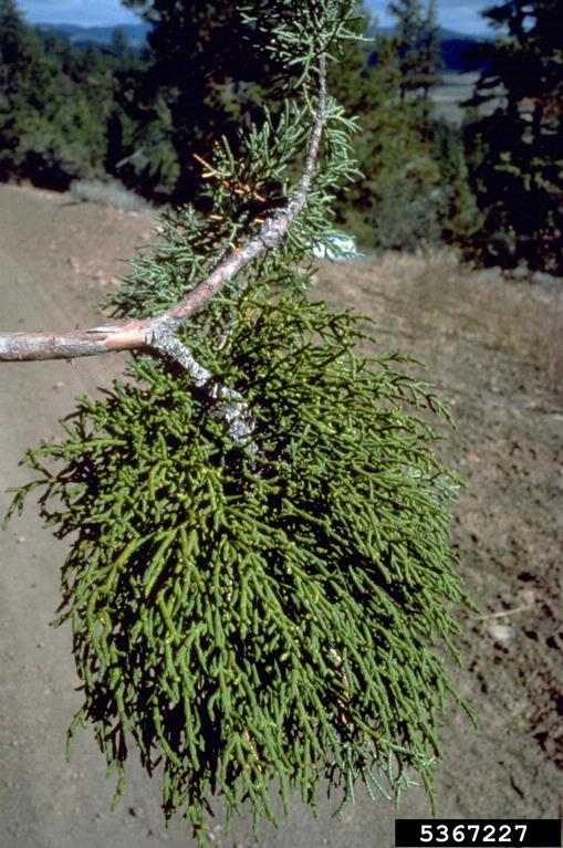 juniper mistletoe (Phoradendron juniperinum)