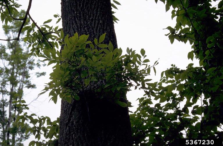 ash yellows phytoplasma (Candidatus Phytoplasma fraxini AYP Griffiths ...