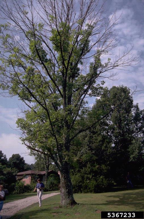 ash yellows phytoplasma (Candidatus Phytoplasma fraxini AYP)