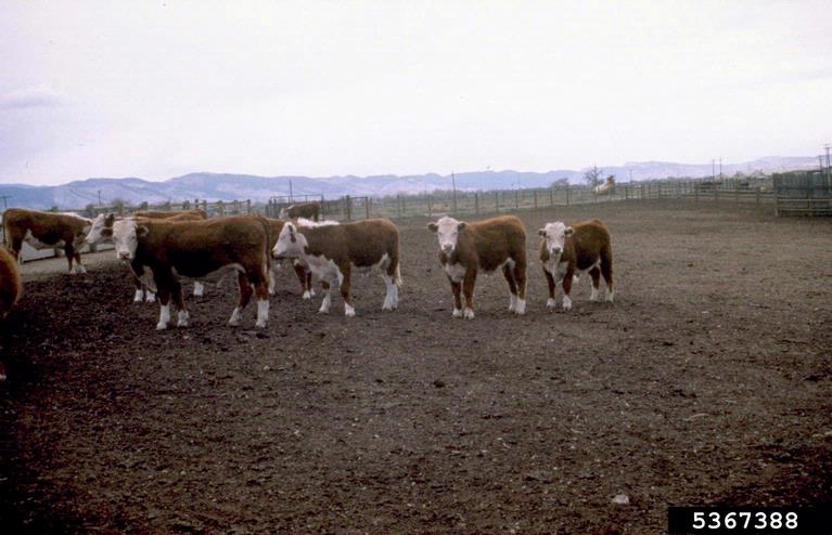 cattle (Genus Bos)