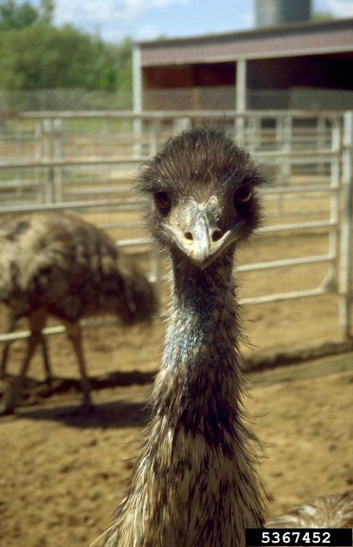 emu, Dromaius novaehollandiae (Struthioniformes: Casuariidae) - 5367452