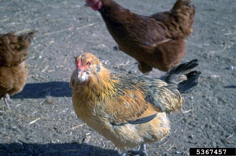 chicken (domestic) (Gallus gallus (domestic type) Linnaeus)