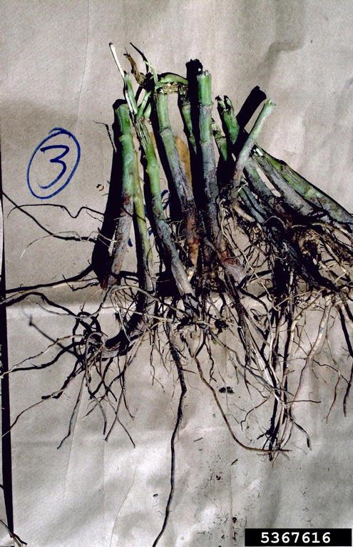 root rot/damping off (Rhizoctonia spp. ) on common bean (Phaseolus ...