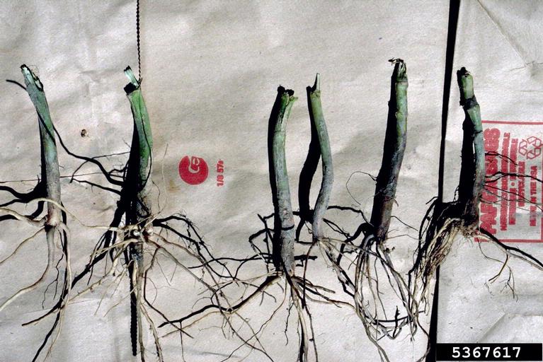 root rot/damping off (Genus Rhizoctonia DC.)