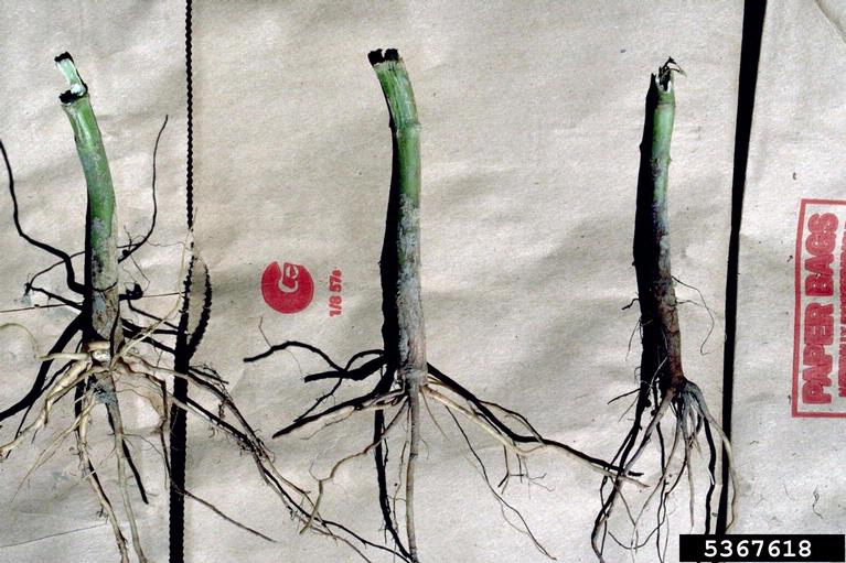 root rot/damping off (Genus Rhizoctonia DC.)