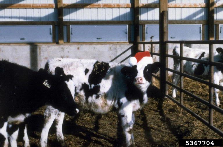 cattle (Genus Bos Linnaeus, 1758)