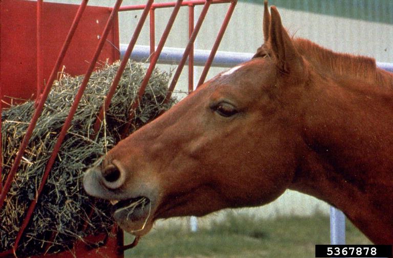 horse (domestic) (Equus caballus (domestic type))