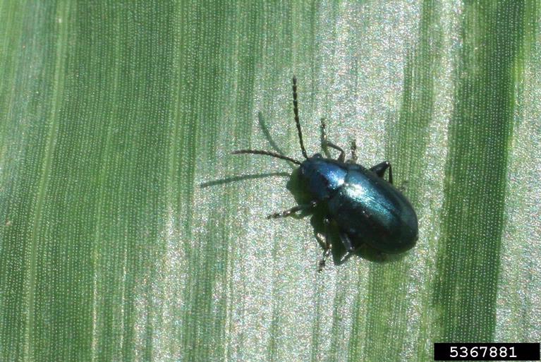 flea beetles (Genus Altica Geoffroy 1762)