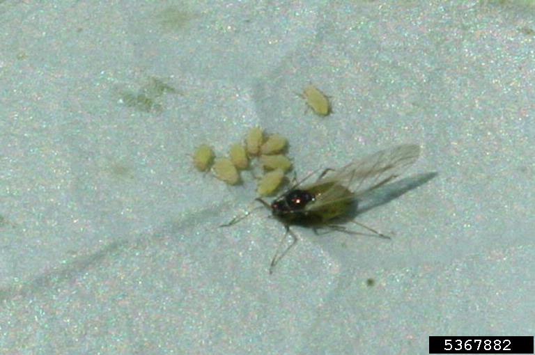 aphids (Family Aphididae)