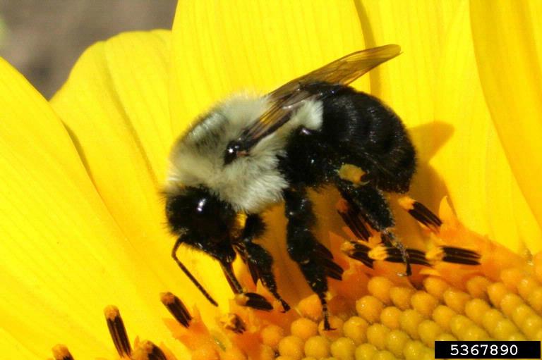 bumble bees (Genus Bombus)