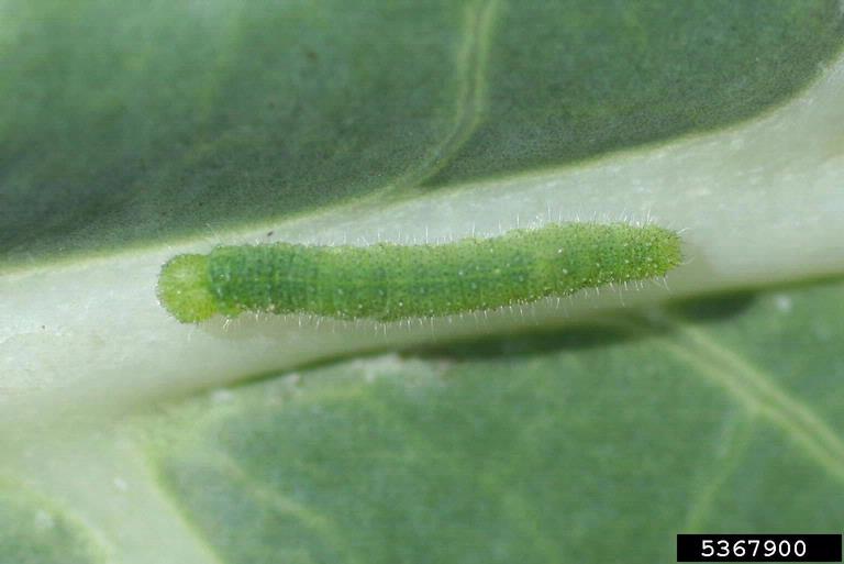 cabbage white, imported cabbage worm (Pieris rapae ) on broccoli ...