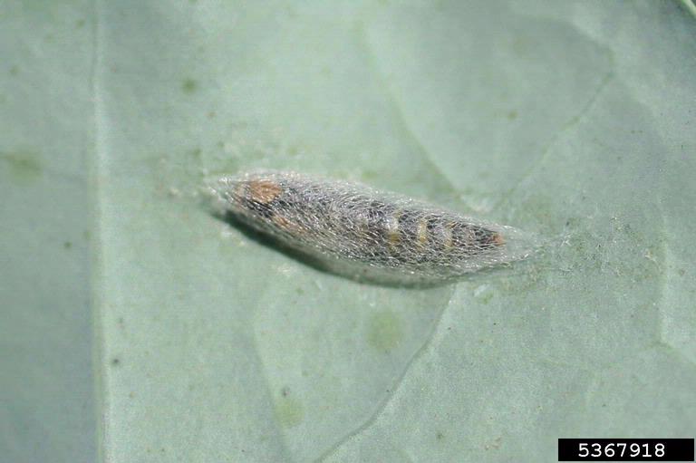 diamondback moth (Plutella xylostella (Linnaeus))