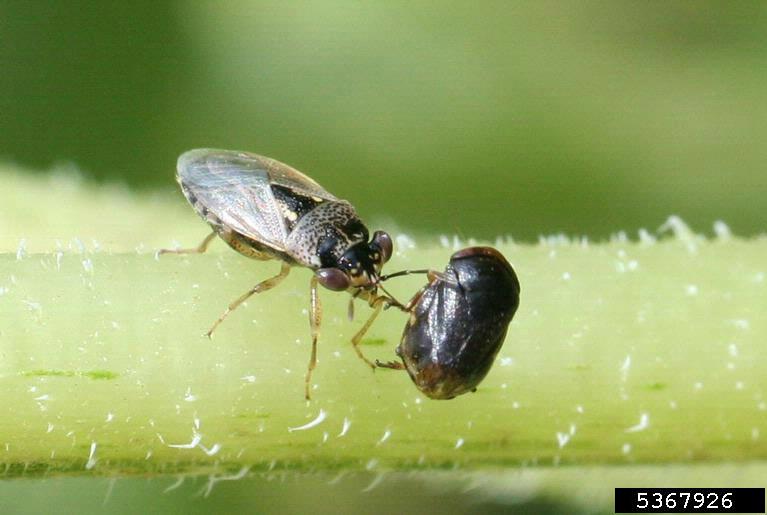 bigeyed bugs (Geocoris punctipes Say)