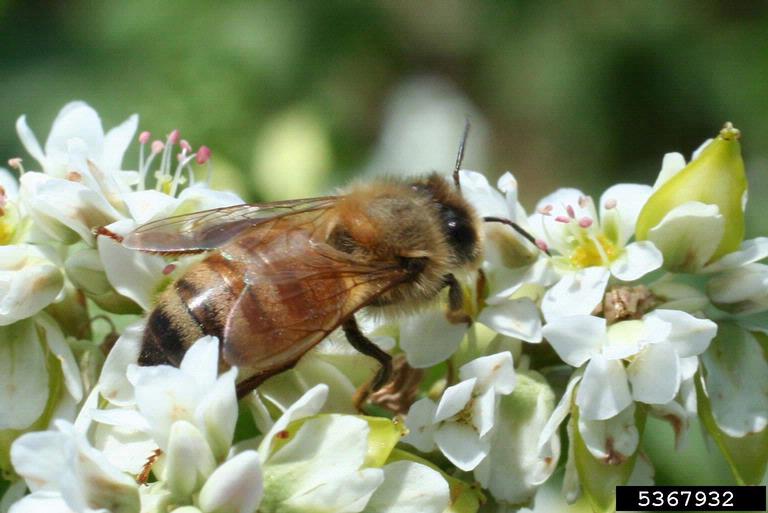 honey bee (Apis mellifera Linnaeus)