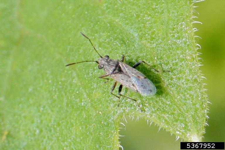 false chinch bug (Nysius raphanus)
