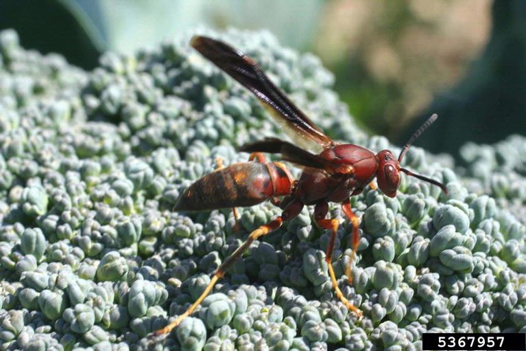 paper wasps (Genus Polistes Latreille, 1802)