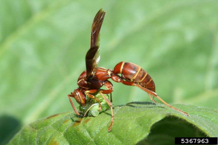 paper wasps (Genus Polistes Latreille, 1802)