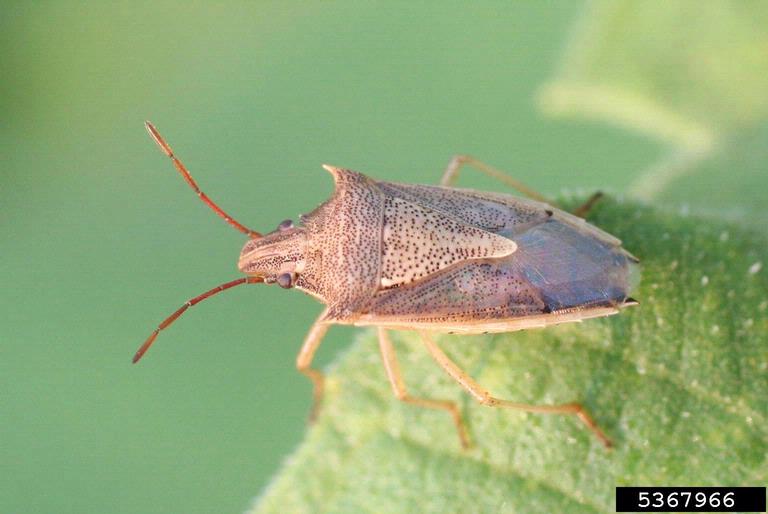 rice stink bug (Oebalus pugnax (Fabricius))