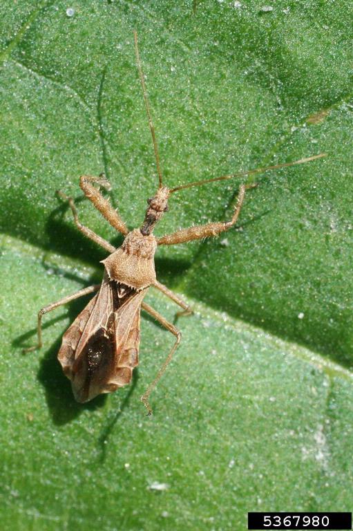 spined assassin bug (Sinea diadema (Fabricius))
